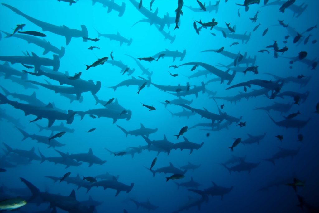 shark-infested-waters-underwater-plain - Robbie Bach shark-infested-waters-underwater-plain - Robbie Bach